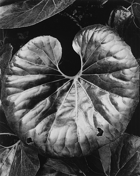 Morley Baer (1916–1995) | Scott Nichols Gallery