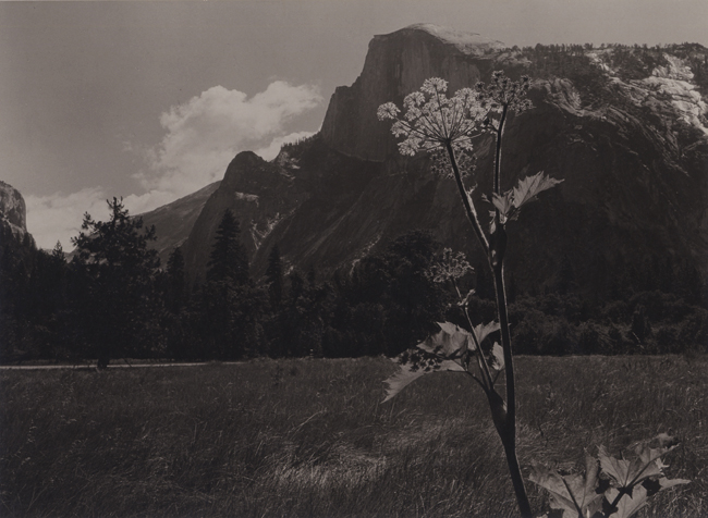Ansel Adams (1902–1984) | Scott Nichols Gallery