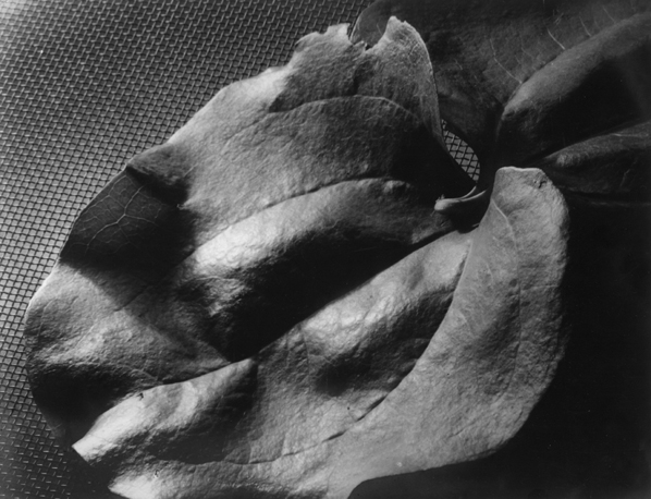 Ruth Bernhard – Vintage Treasures: 1933-1976 | Scott Nichols Gallery
