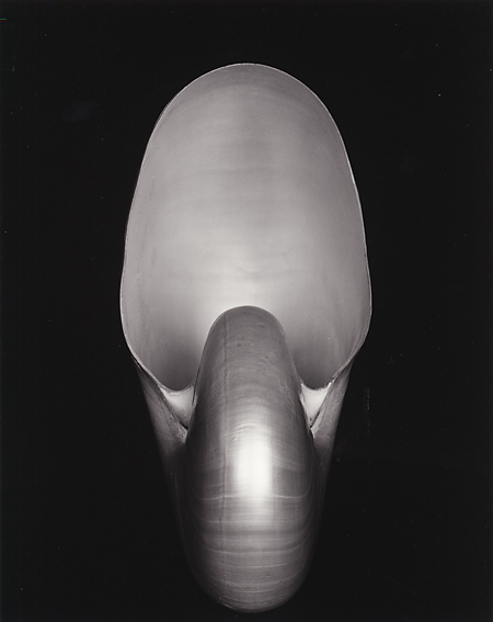 Still Lifes | Scott Nichols Gallery