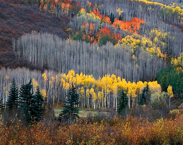 Philip Hyde (1921-2006) | Scott Nichols Gallery