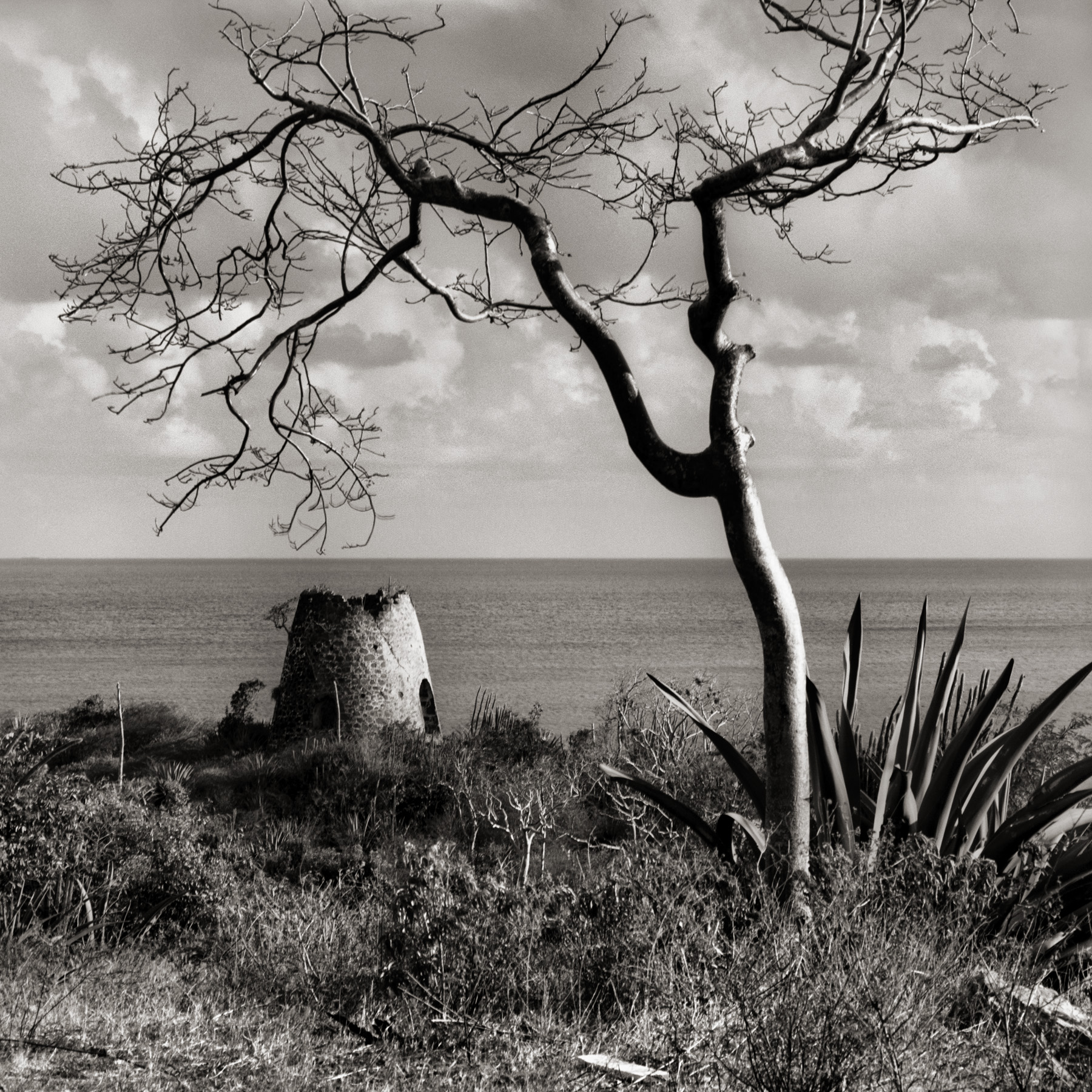 Margo Davis (b.1944) | Scott Nichols Gallery