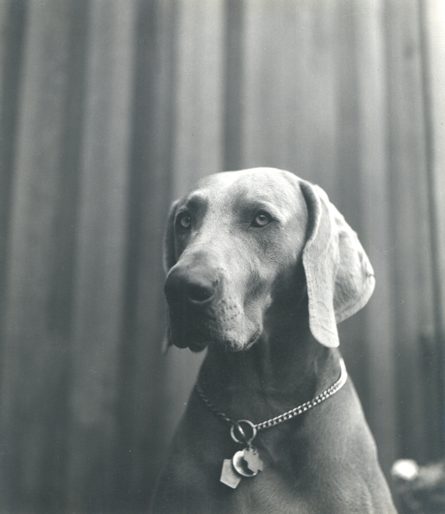 Imogen Cunningham - Dog Tales | Scott Nichols Gallery