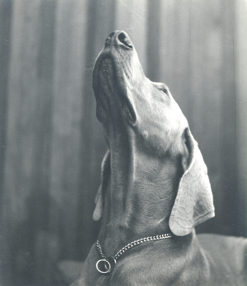 Imogen Cunningham - Dog Tales | Scott Nichols Gallery