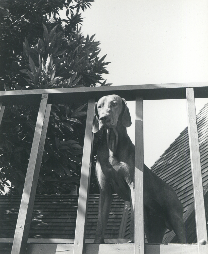 Imogen Cunningham - Dog Tales | Scott Nichols Gallery