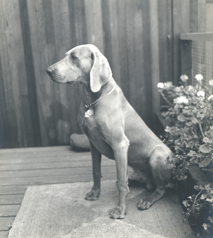 Imogen Cunningham - Dog Tales | Scott Nichols Gallery