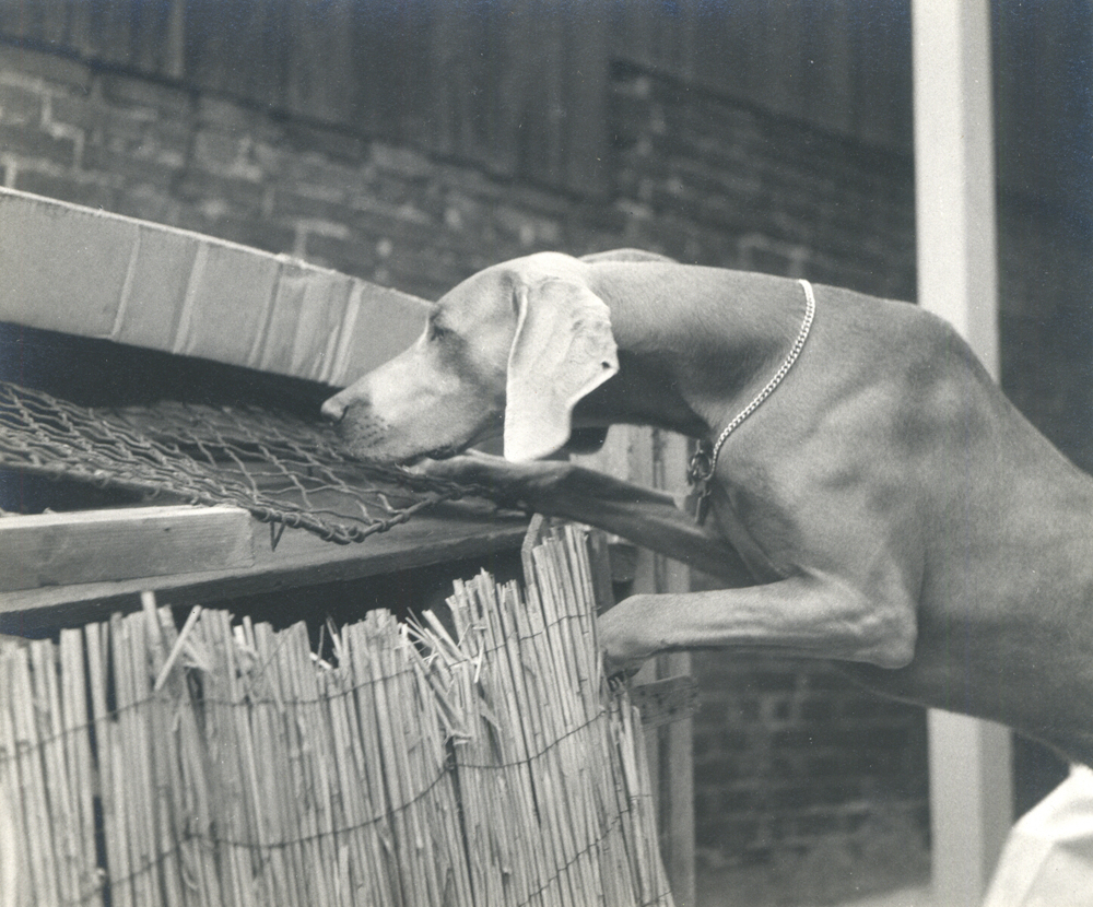 Imogen Cunningham - Dog Tales | Scott Nichols Gallery