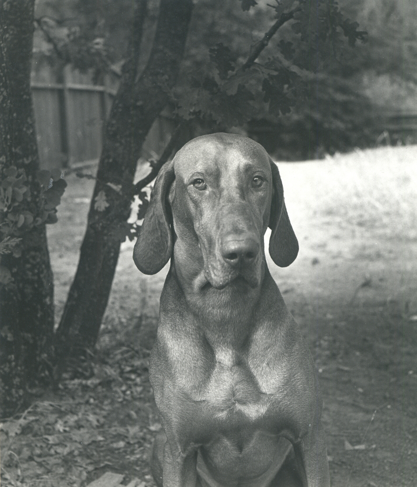 Imogen Cunningham - Dog Tales | Scott Nichols Gallery