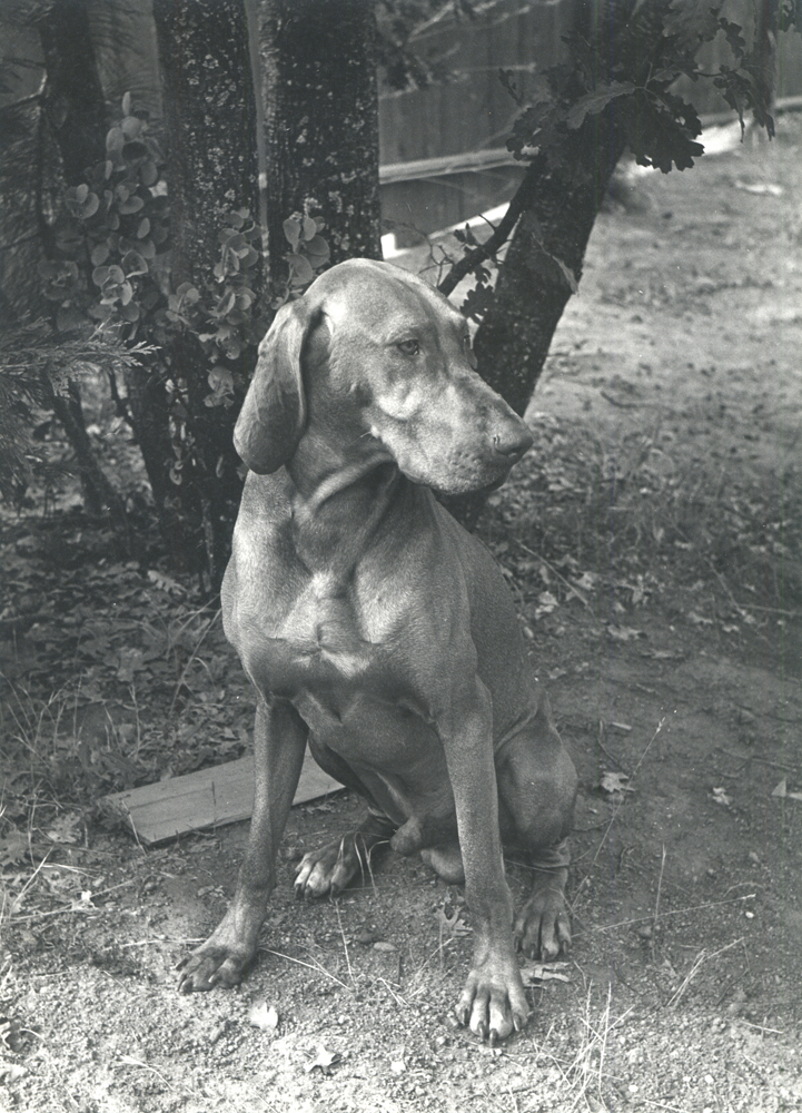 Imogen Cunningham - Dog Tales | Scott Nichols Gallery