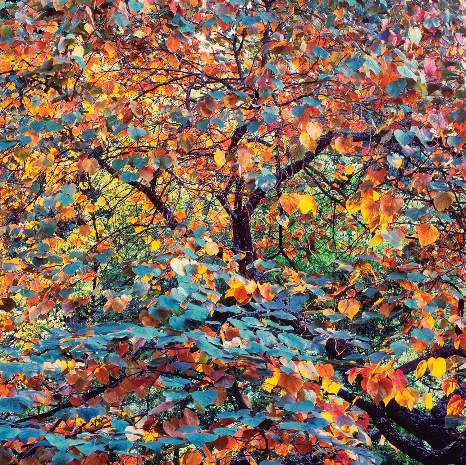 Christopher Burkett (b.1951) | Scott Nichols Gallery